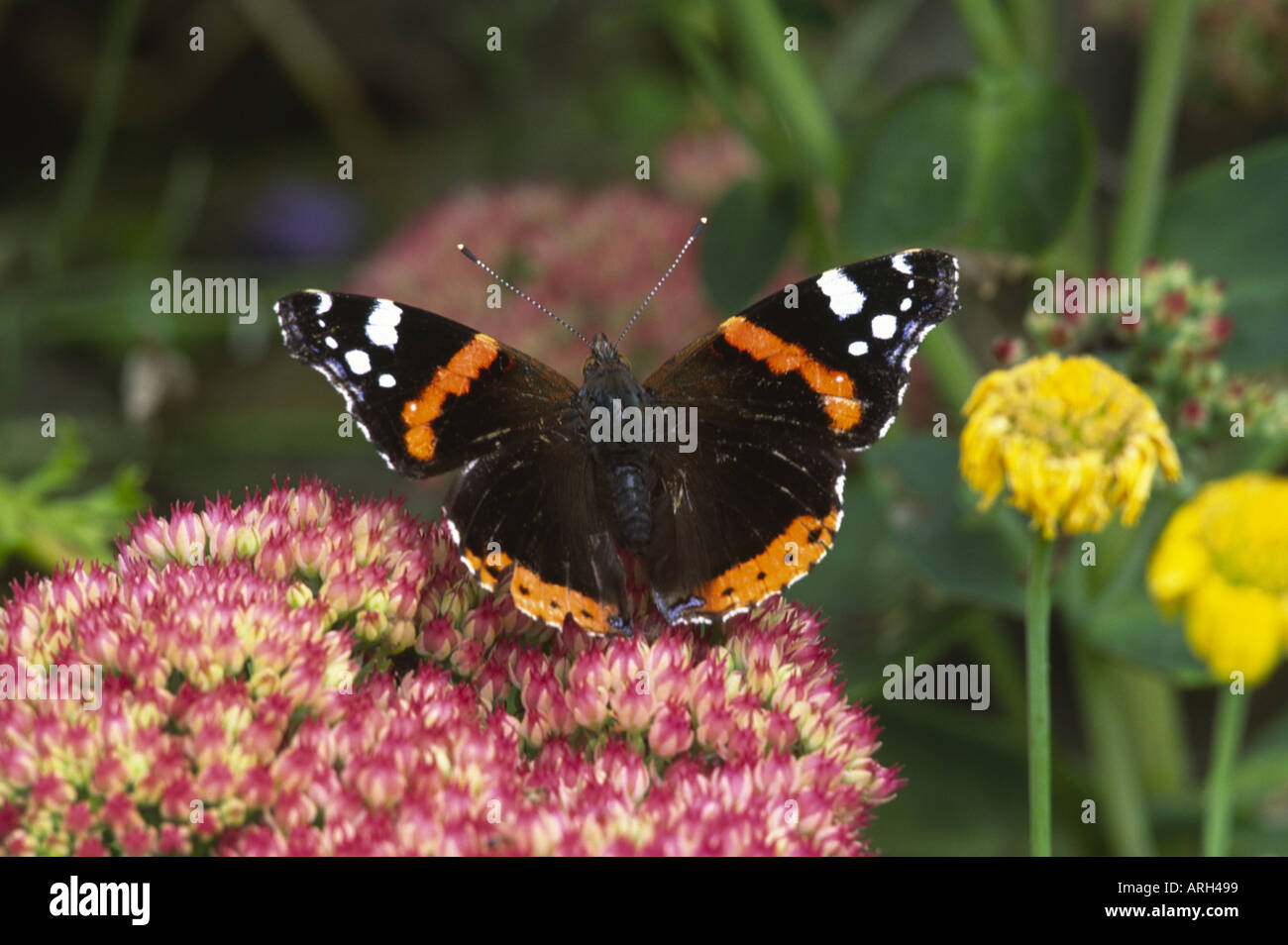Red Admiral Butterfly vanessa atalanta Stock Photo - Alamy