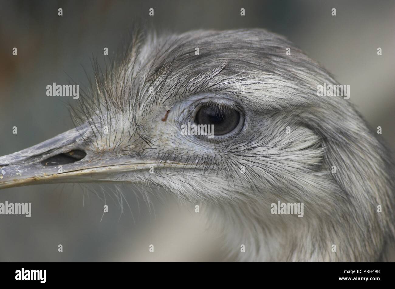 Nandus hi-res stock photography and images - Alamy
