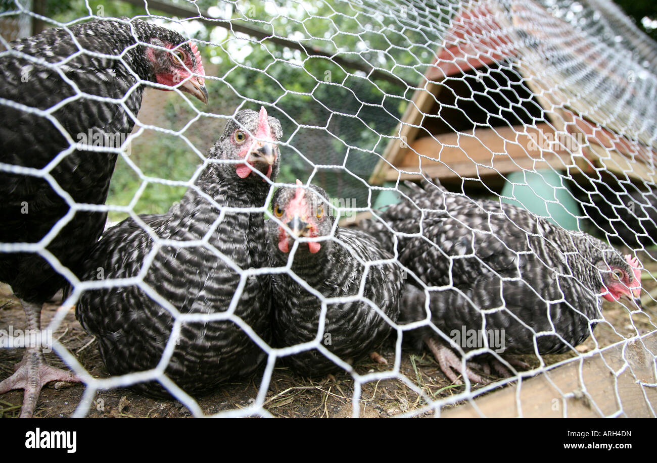 Inquisitive chickens hi-res stock photography and images - Alamy