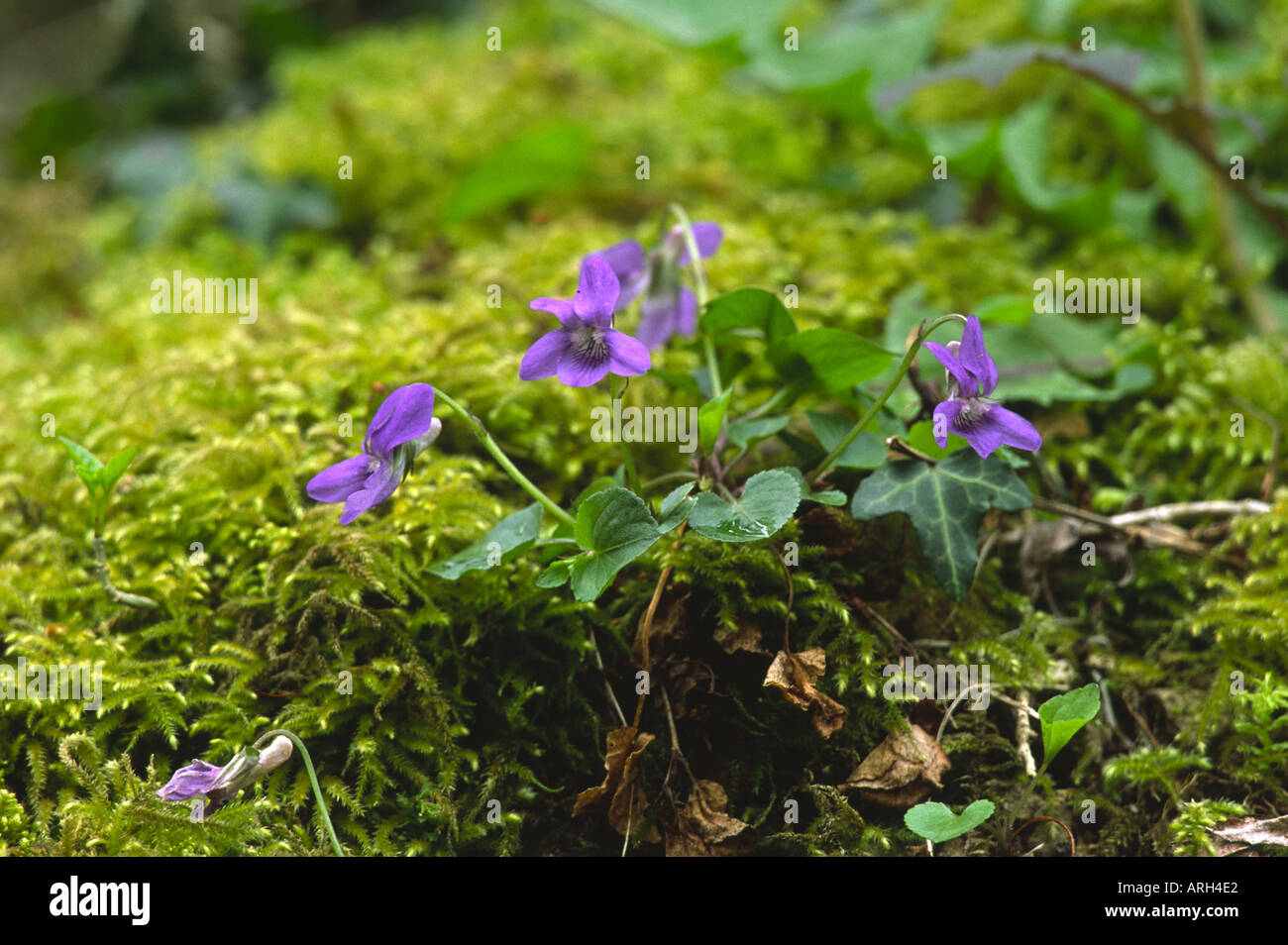 Common Dog Violet viola riviniana Stock Photo - Alamy