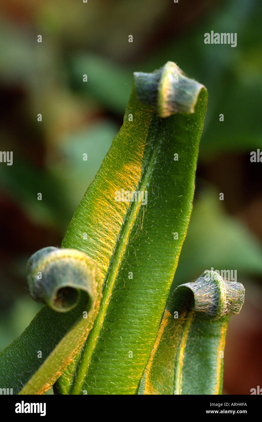 Hartstongue Fern phyllitis scolopendrium Stock Photo - Alamy