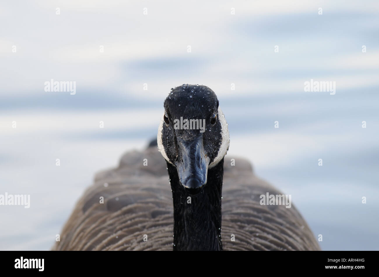 Brent goose portrait hi-res stock photography and images - Alamy