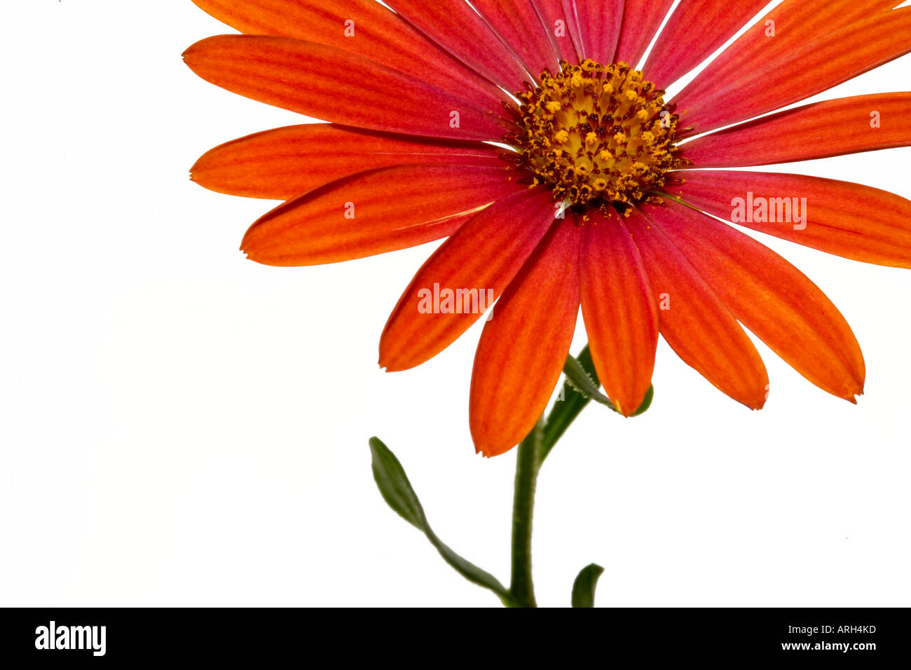 Osteospermum red hi-res stock photography and images - Alamy