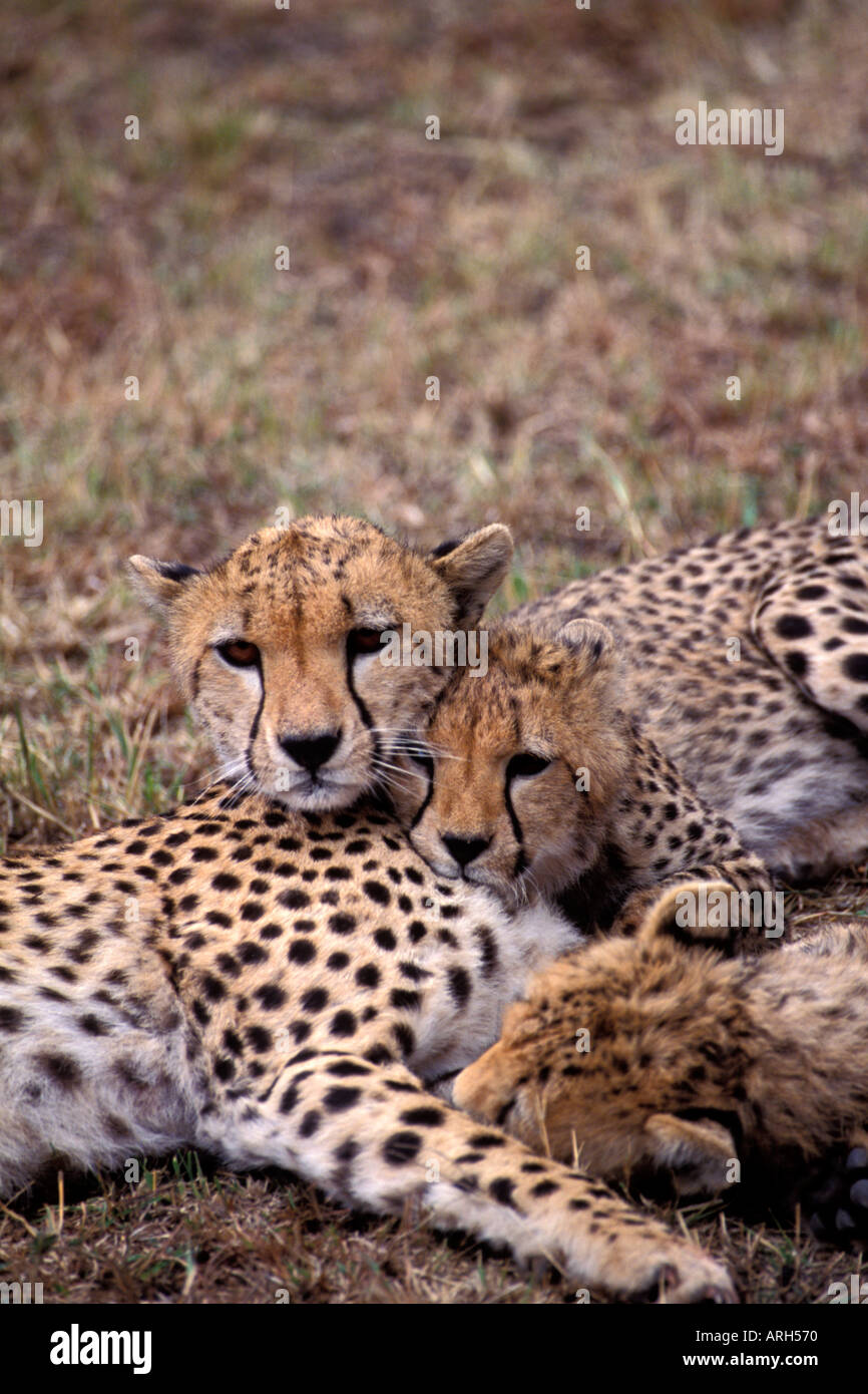 Baby cheetah and mom hi-res stock photography and images - Alamy