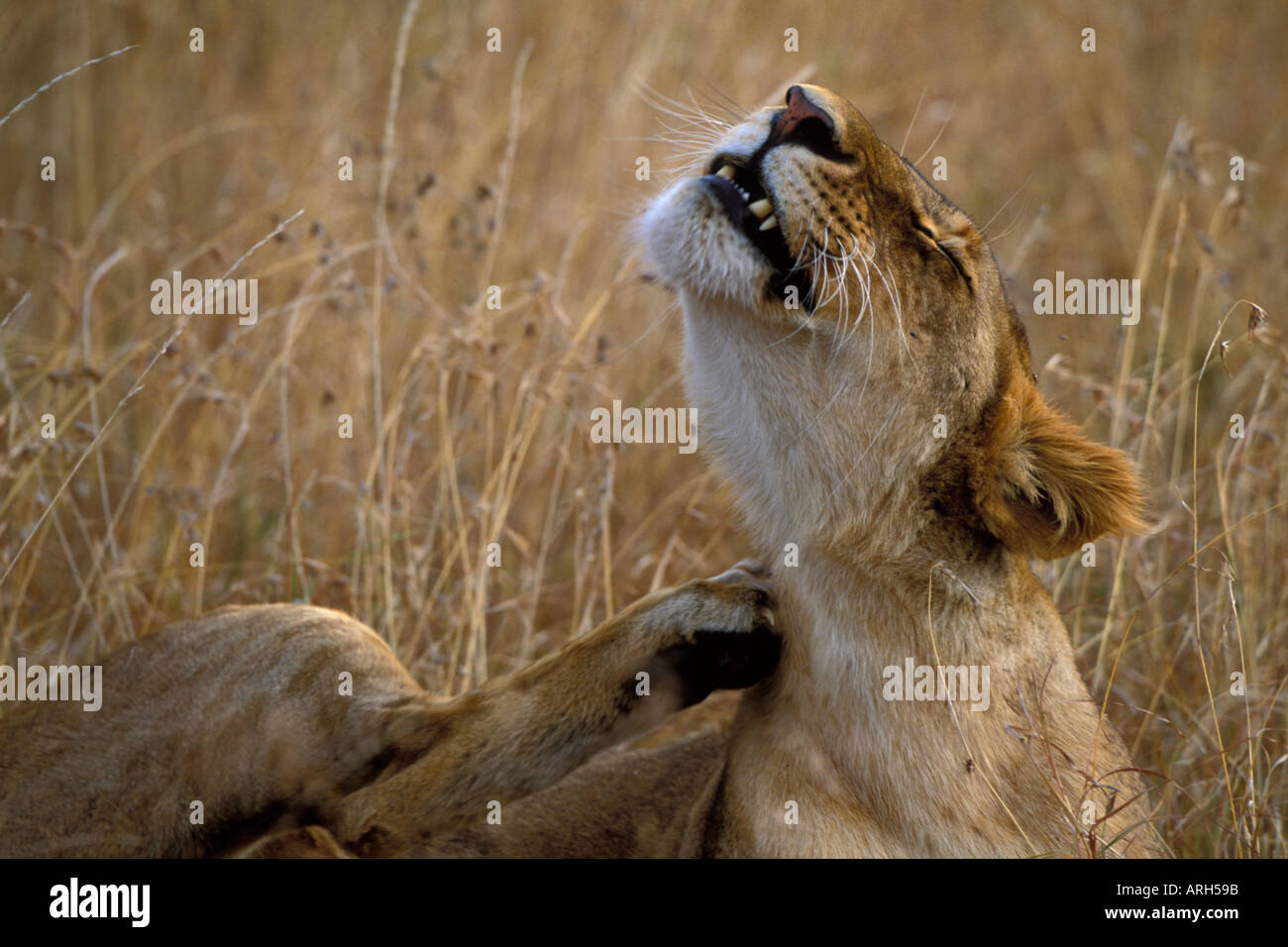 Lion Cub Scratching an Itch Stock Photo - Alamy