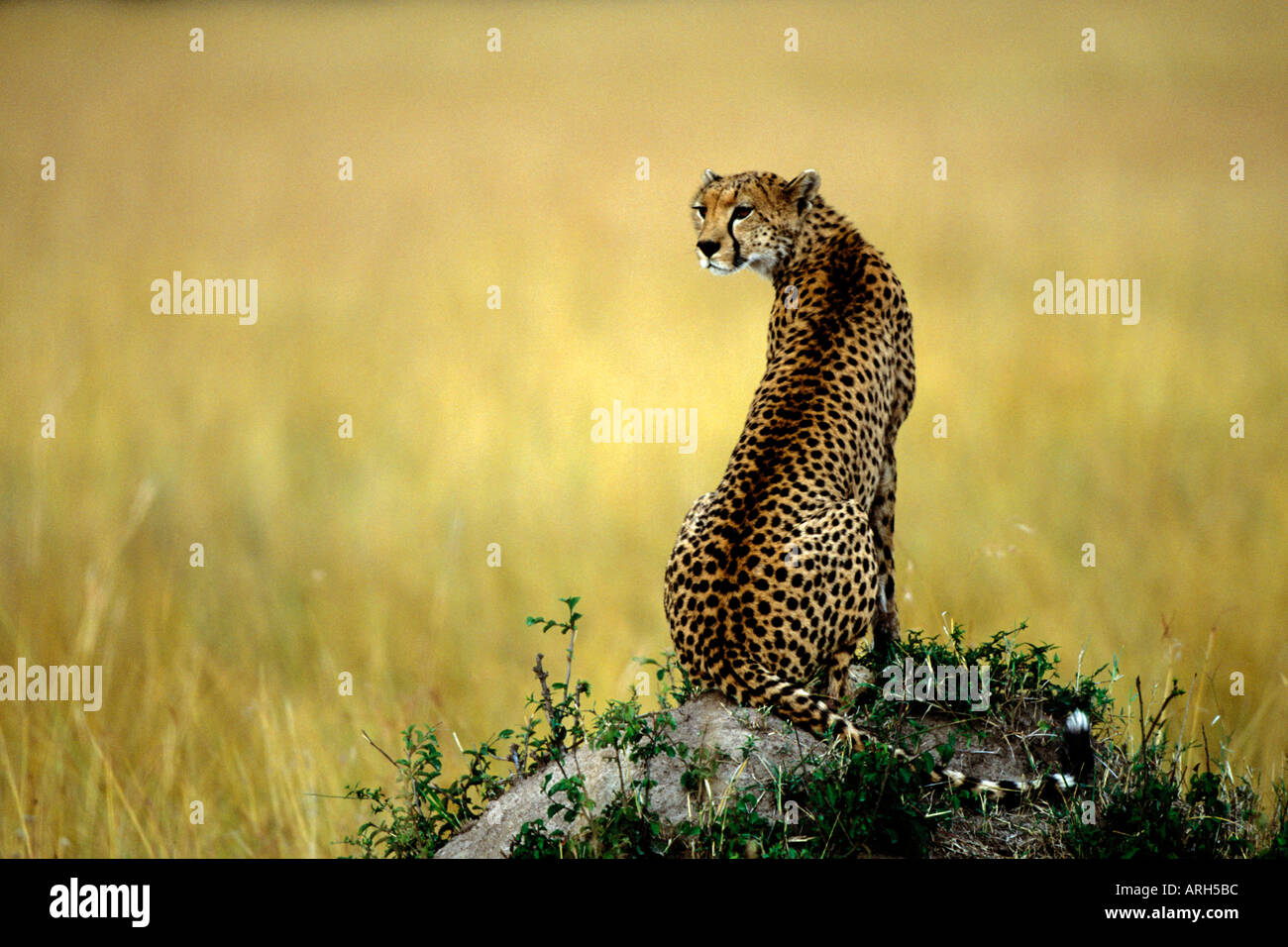 Sinuous cat hi-res stock photography and images - Alamy