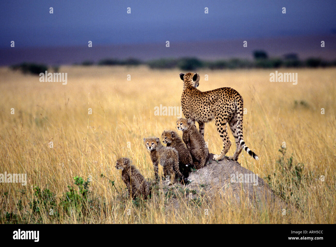 Cheetah Mom and Cubs on Termite Mound Watch a Storm Stock Photo - Alamy