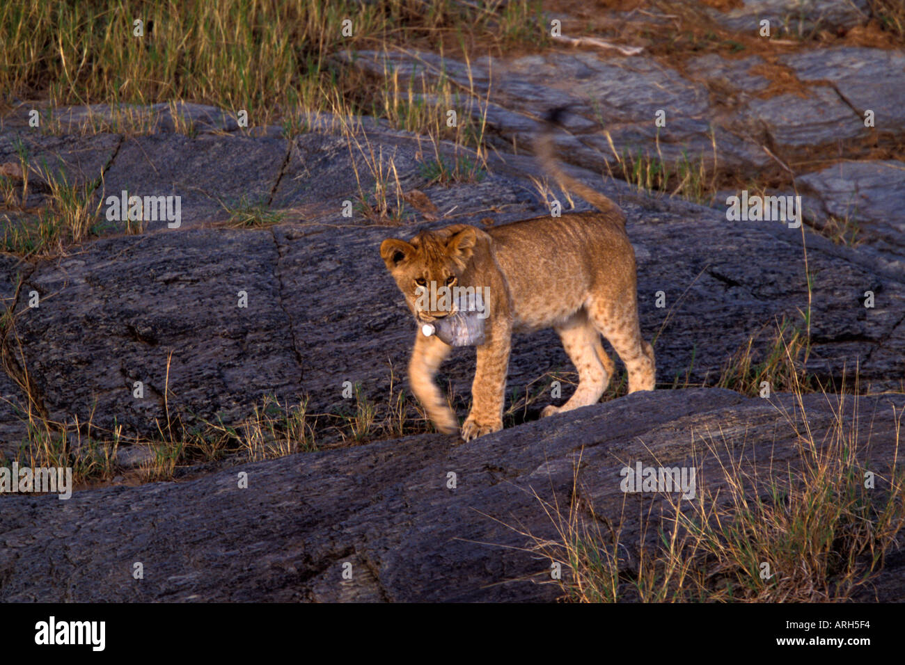 Plastic cub hi-res stock photography and images - Alamy