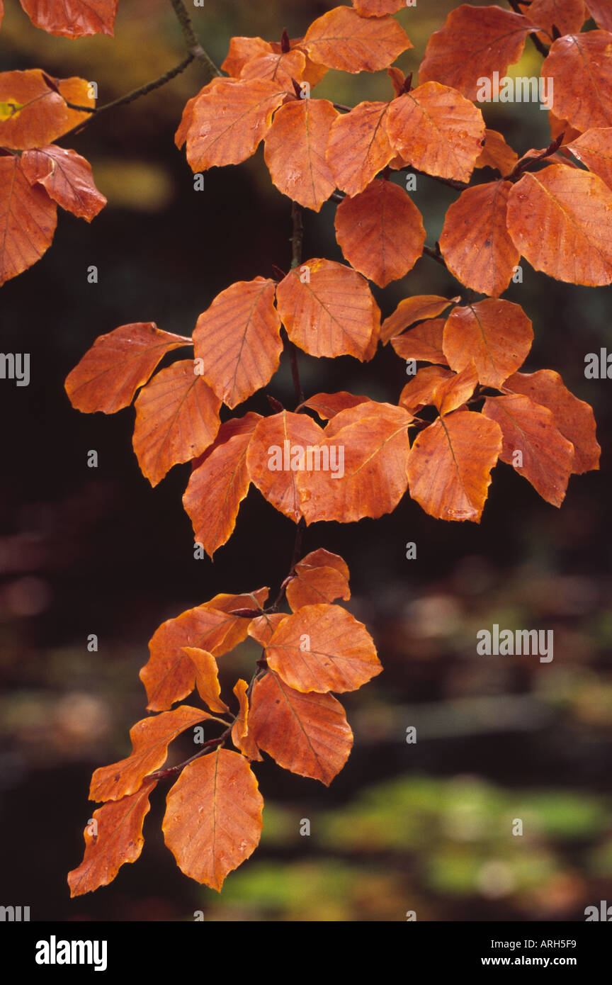 Beech Leaves fagus sylvatica Stock Photo - Alamy