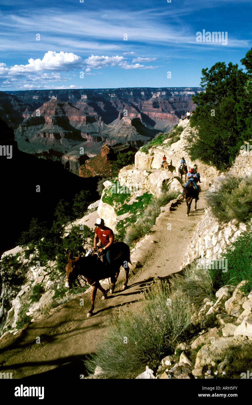 AZ Arizona Mule rides at Grand Canyon National Park Arizona erosion ...