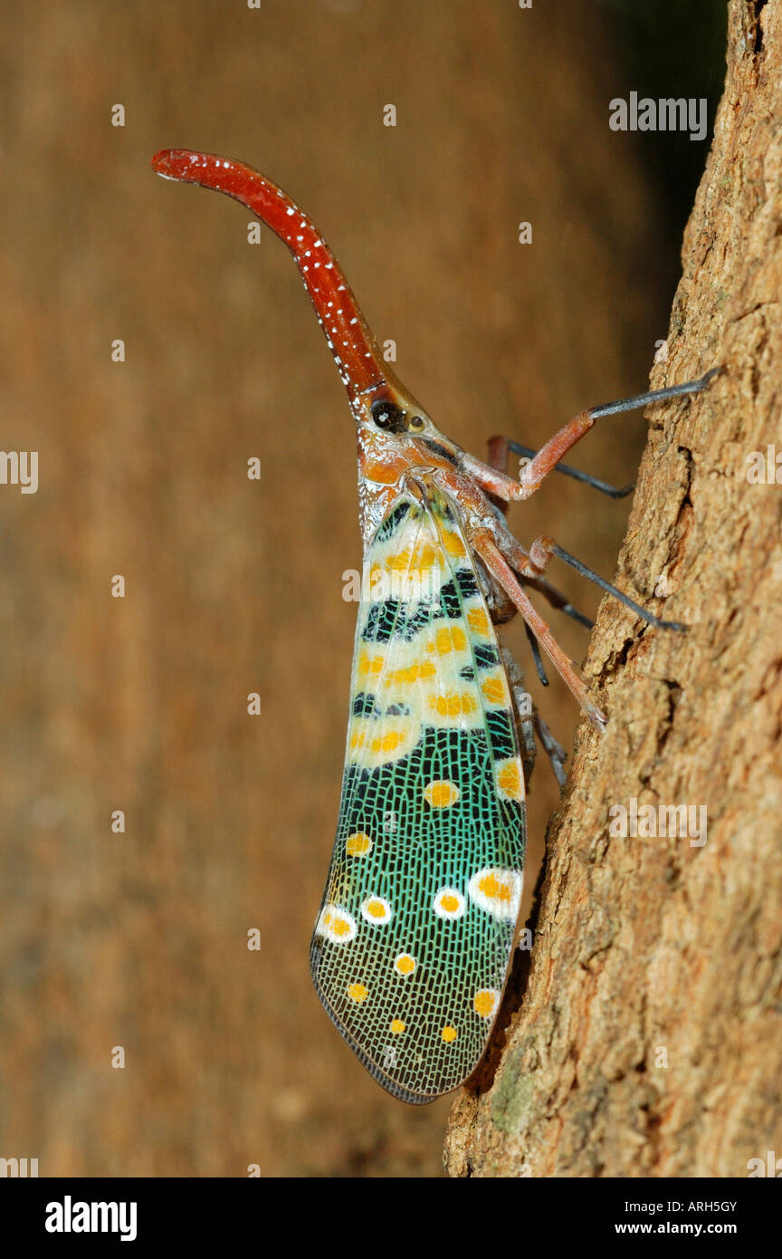 Long nosed Lantern Bug (Pyrops candelaria) in Tak, northern Thailand ...