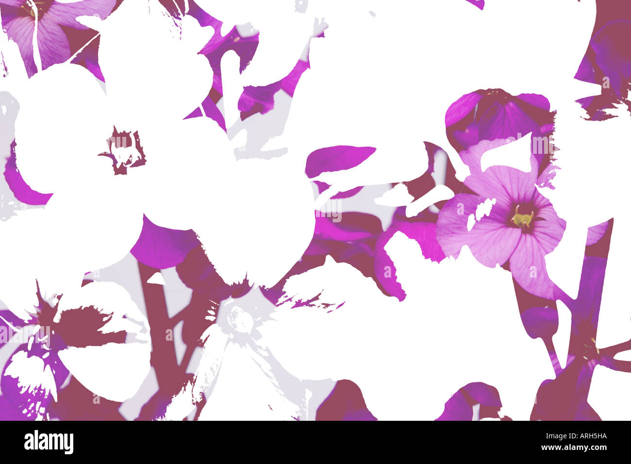 COMMON NAME Pattern Stock Photo - Alamy