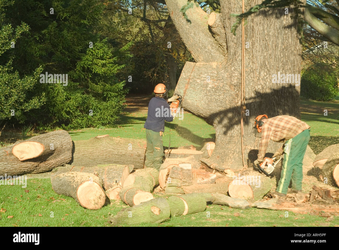Tree Feller or Lumberjack cross cutting a large branch from a Cedar of ...