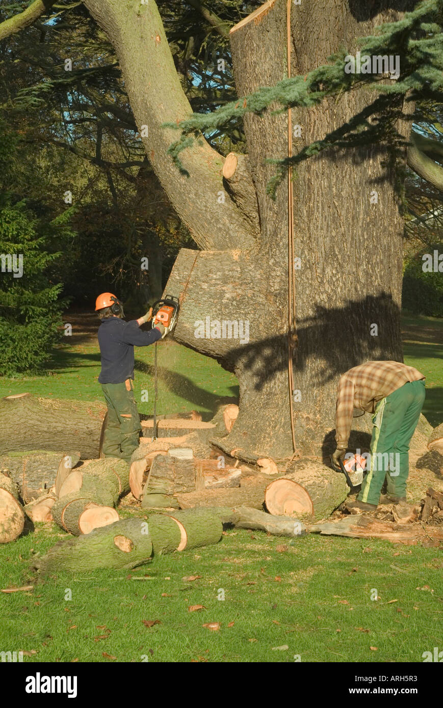 Tree Feller or Lumberjack cross cutting a large branch from a Cedar of ...