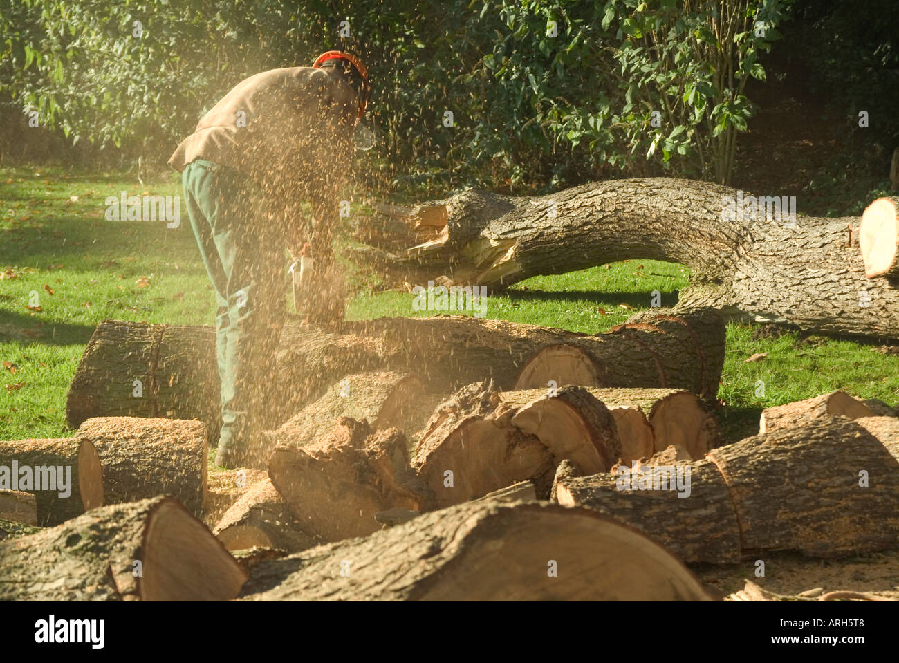 Lumberjack cross cut saw hi-res stock photography and images - Alamy