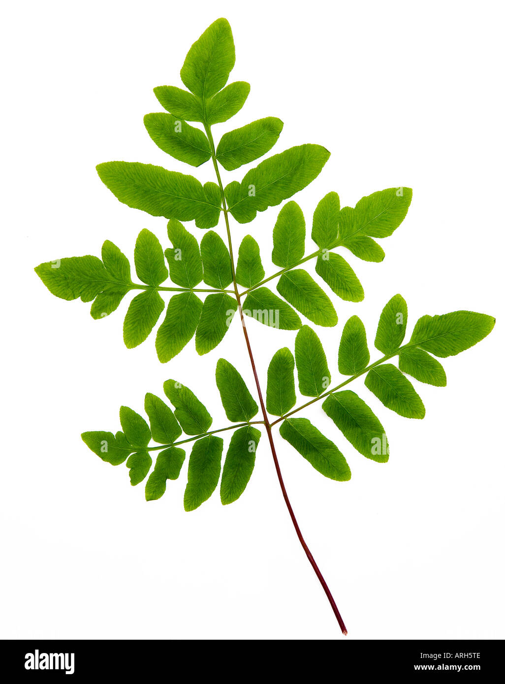 Fern leaf cut out on white background Stock Photo - Alamy
