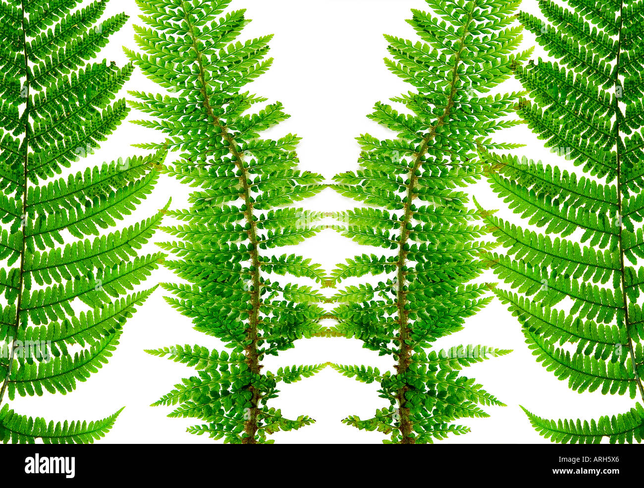 Details fern leaves hi-res stock photography and images - Alamy