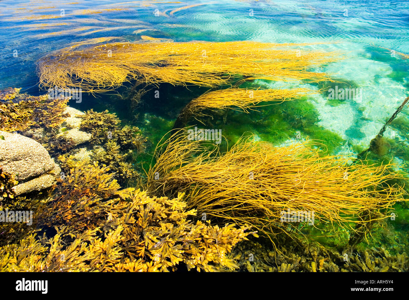 Bladderwrack seaweed, Fucus vesiculosus, and Thongweed seaweed ...