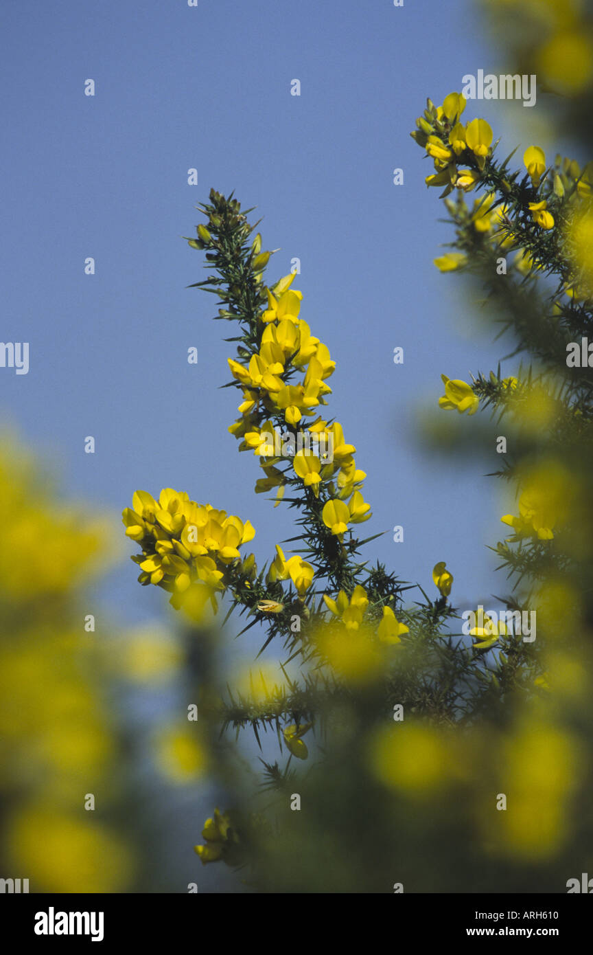 Common Gorse ulex europaeus Stock Photo - Alamy