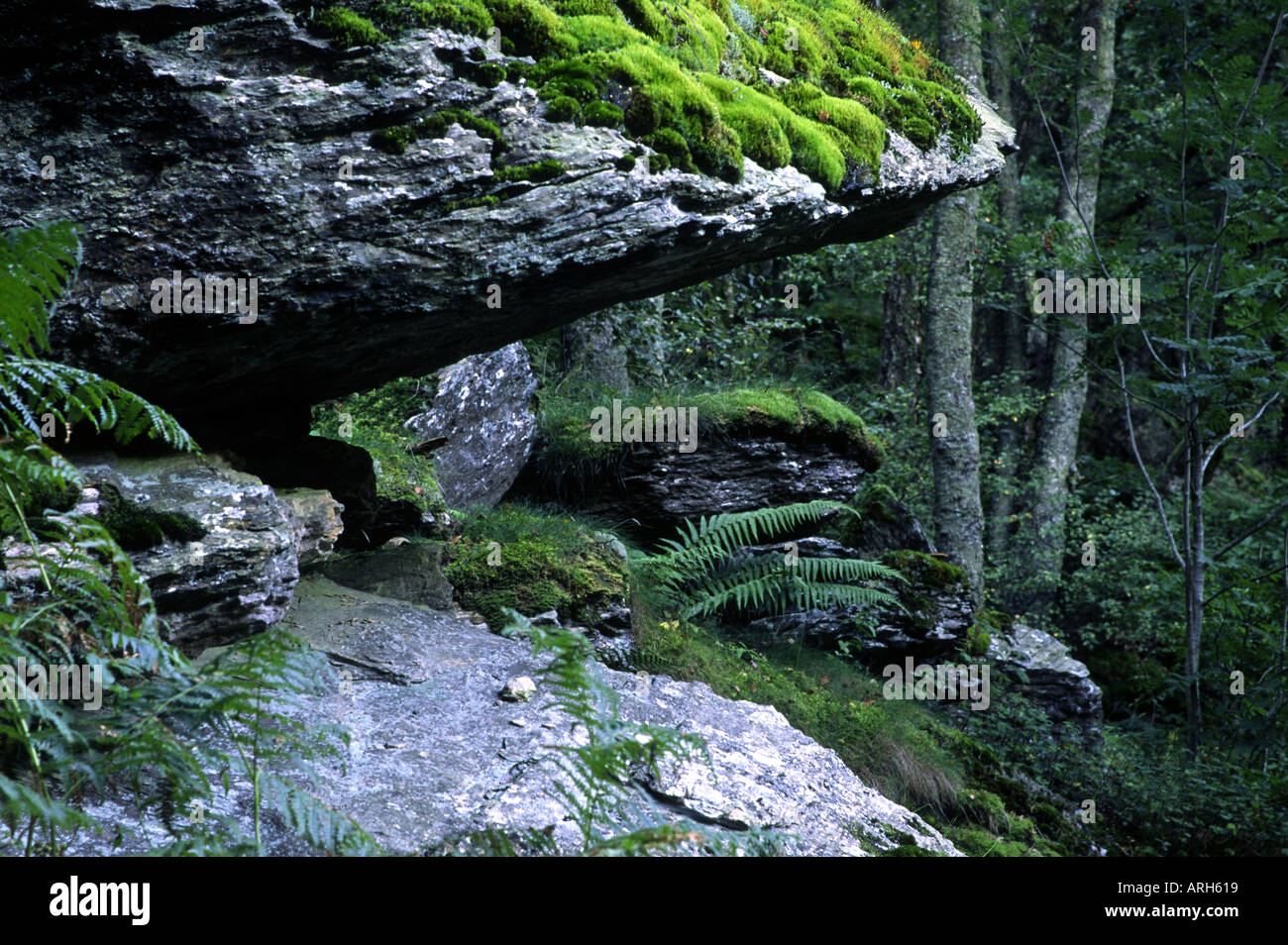 Woodland Rock Dinas Stock Photo - Alamy