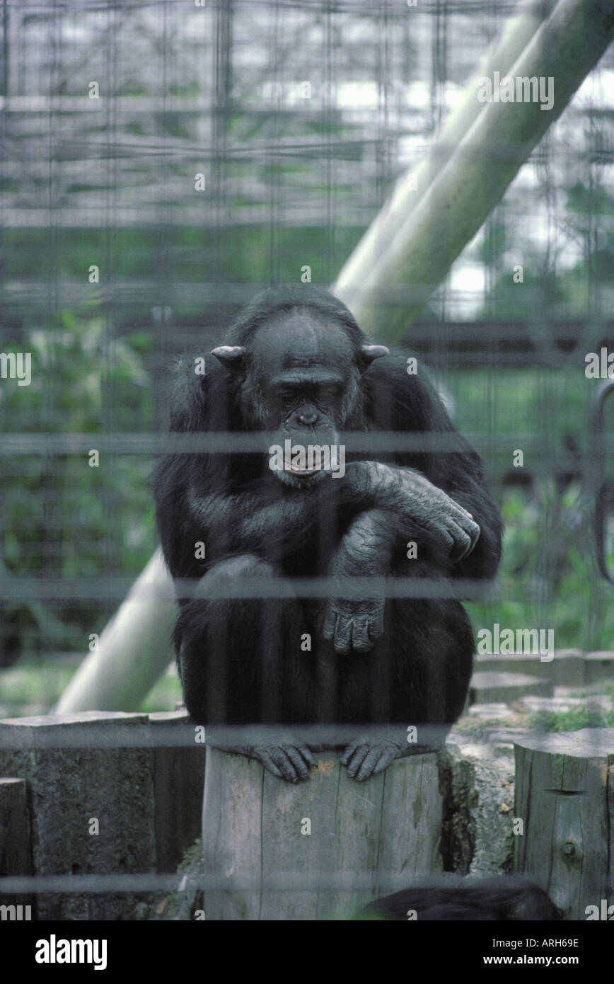 Caged ape hi-res stock photography and images - Alamy