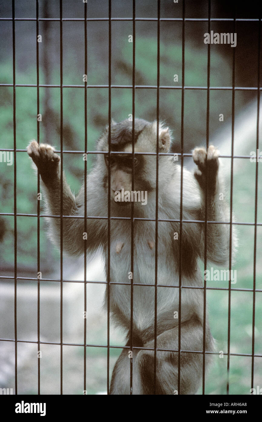 caged monkey in zoo Stock Photo - Alamy