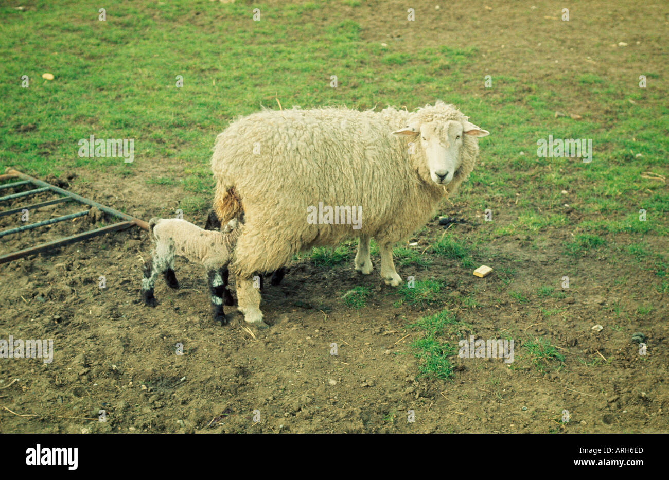 sheep and lamb Stock Photo - Alamy