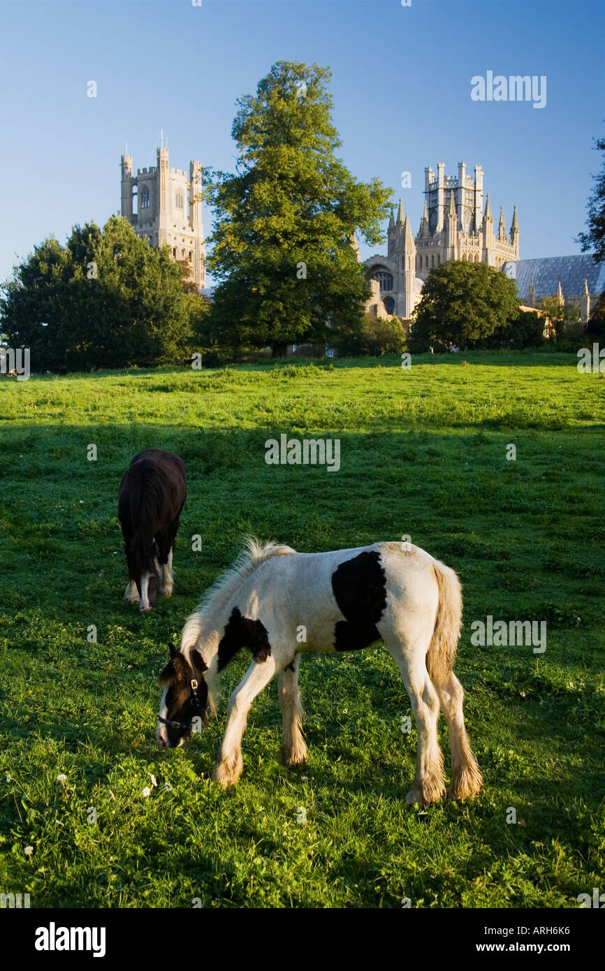 Ponies grazing in paddock in front of Ely Cathedral Church of the Holy ...