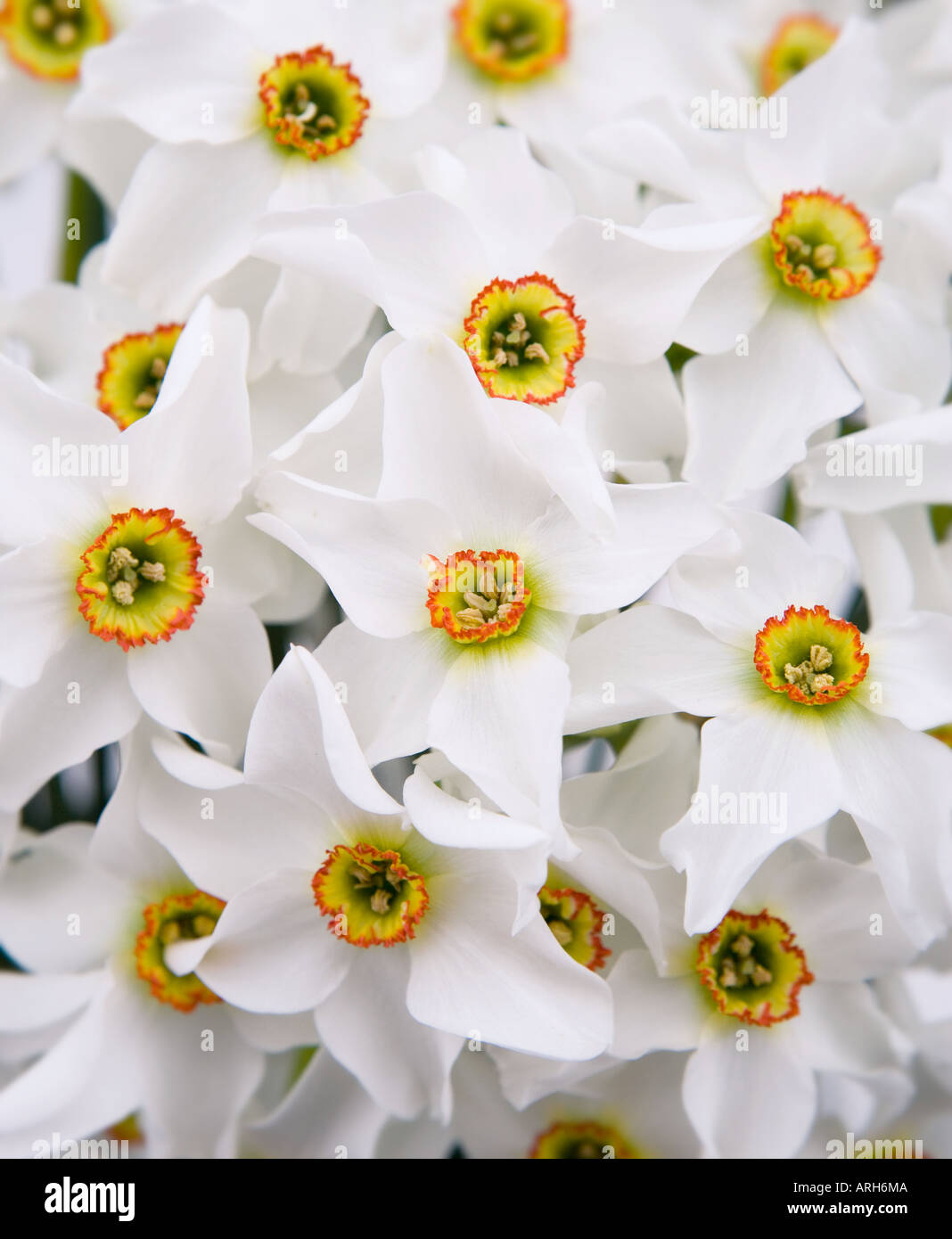 Image of fragrant narcissus hi-res stock photography and images - Alamy