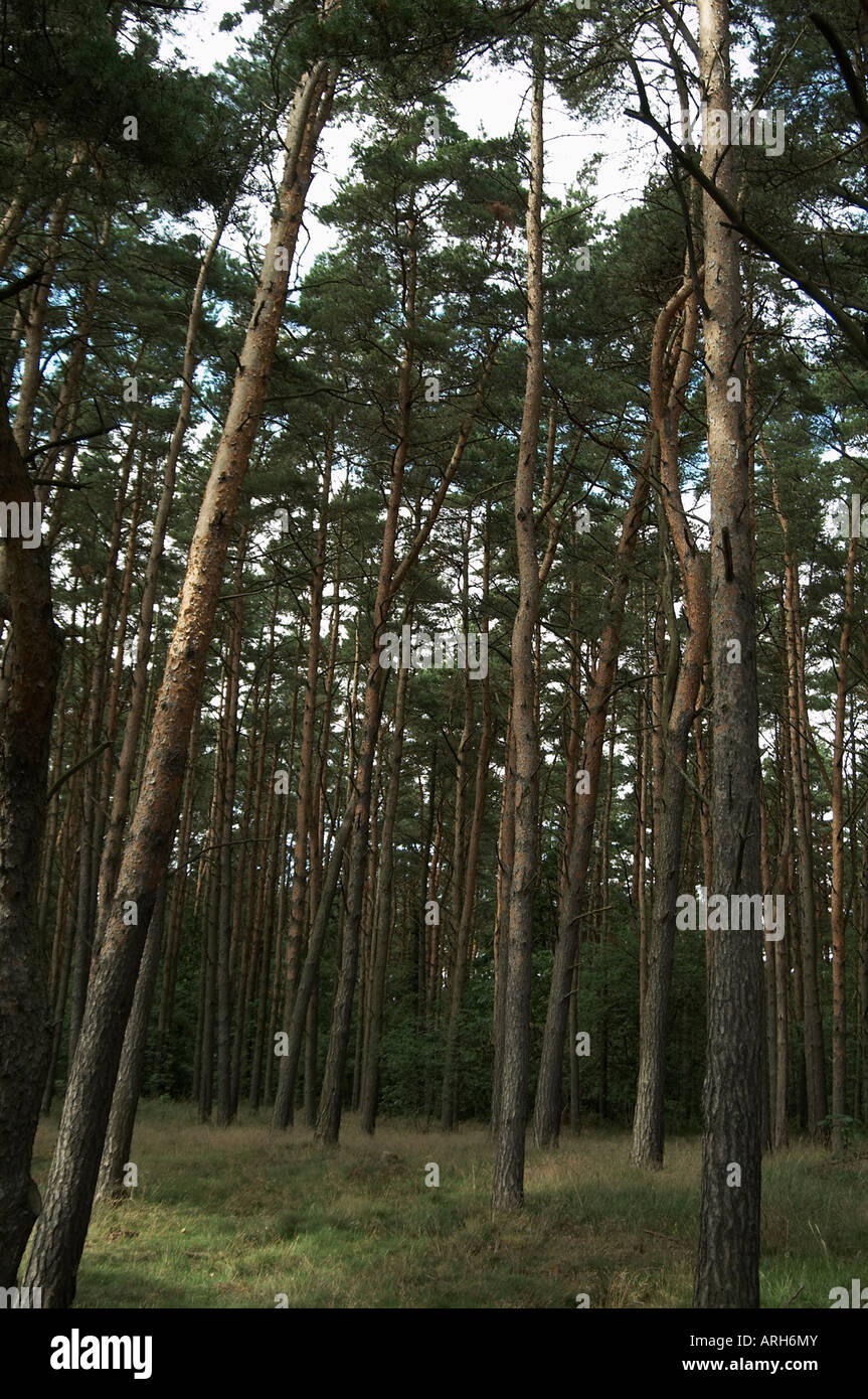 pine forest tree wood woodland managed plantation Stock Photo - Alamy