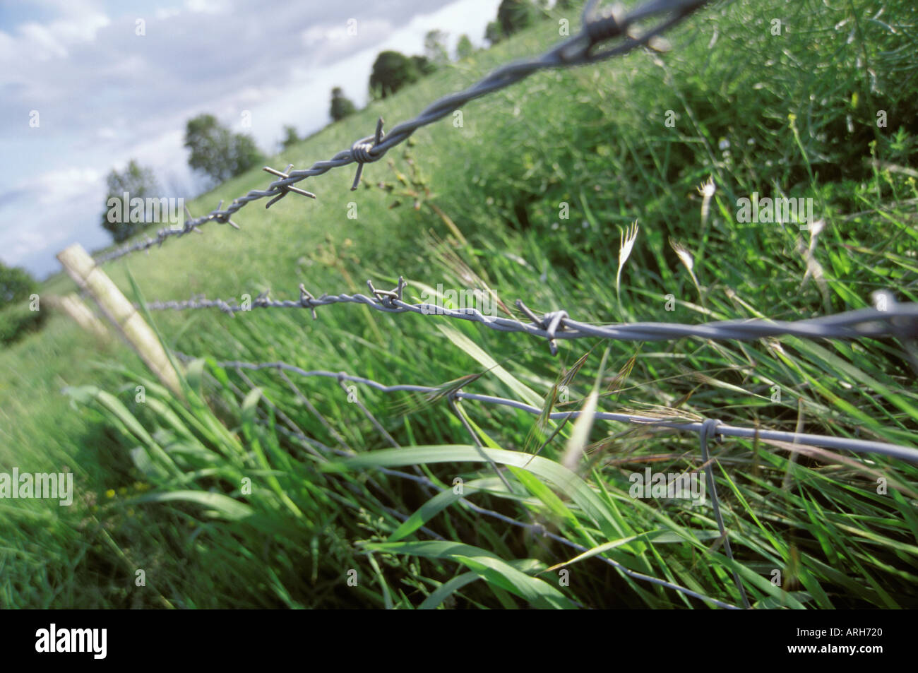 Forest overgrowth plants trees hi-res stock photography and images - Alamy