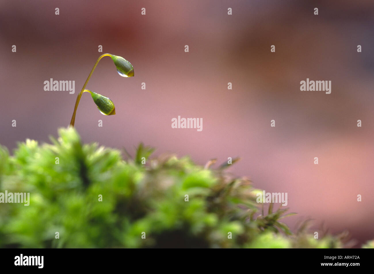 Minium Stock Photos & Minium Stock Images - Alamy