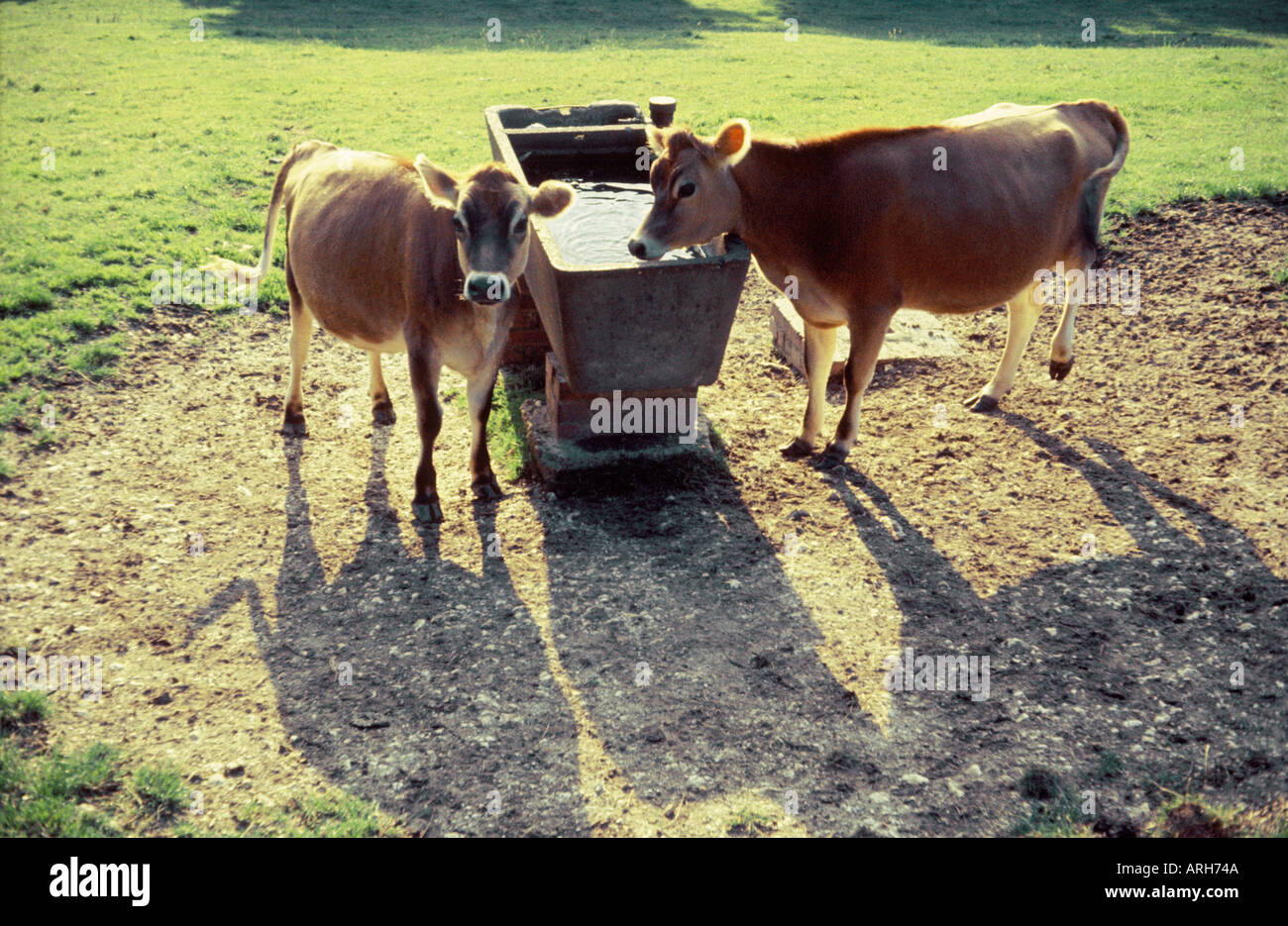 Cows at water trough Stock Photo - Alamy