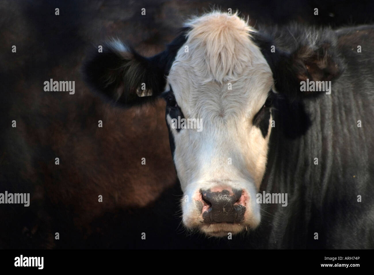 Portrait of Angus Hereford cow head Stock Photo - Alamy