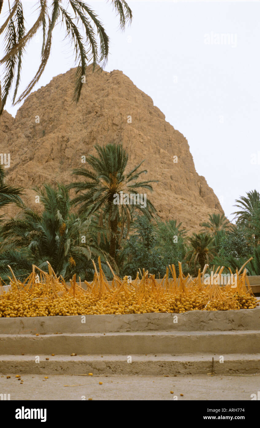 date palms with crop Stock Photo - Alamy