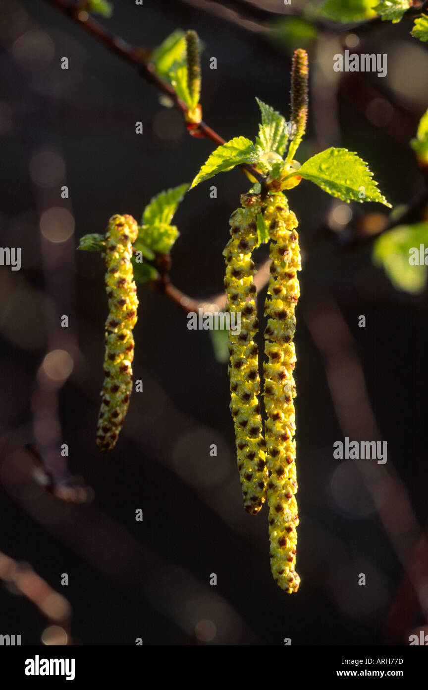 Silver Birch Catkins betula pendula Stock Photo - Alamy