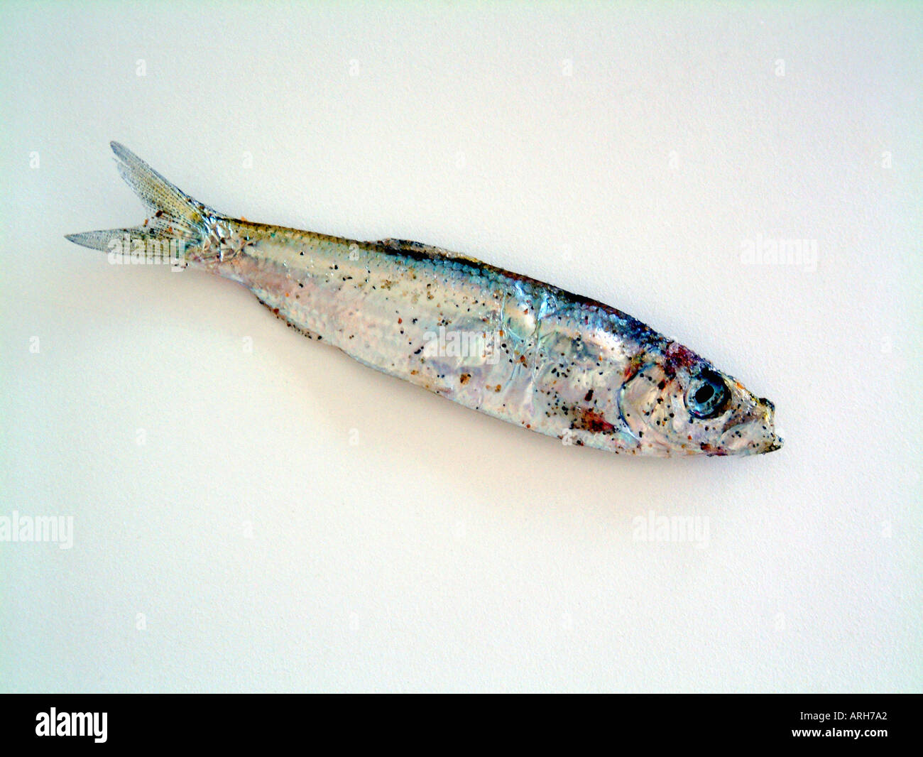Herring scales hi-res stock photography and images - Alamy