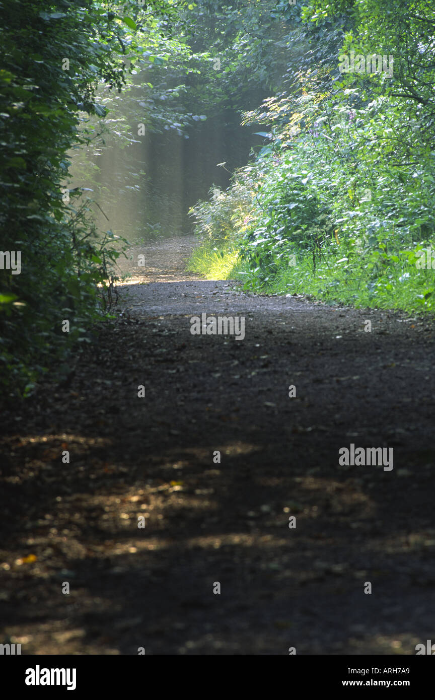 Woodland track hi-res stock photography and images - Alamy