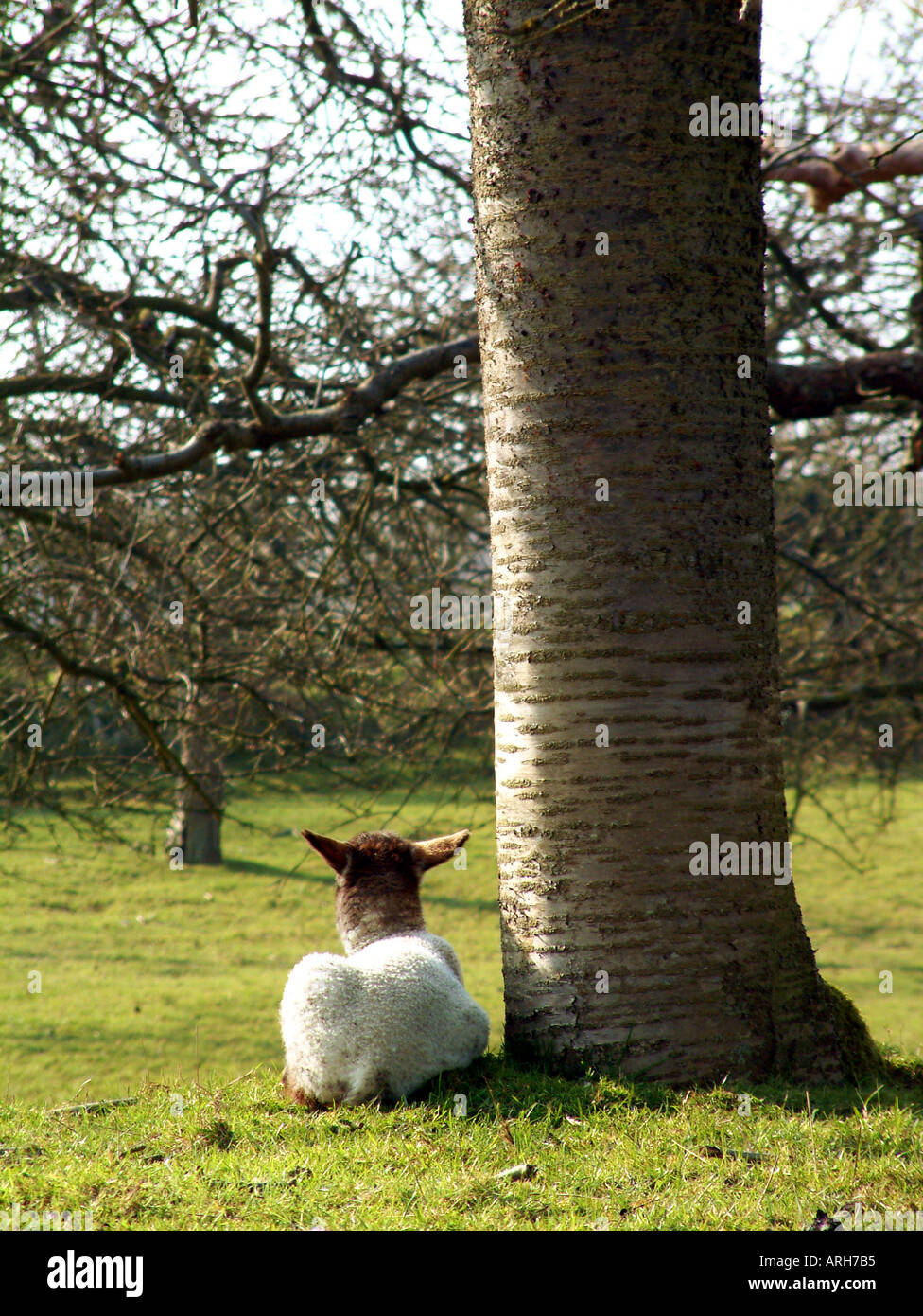 Sheep Lamb Kent England High Resolution Stock Photography and Images ...