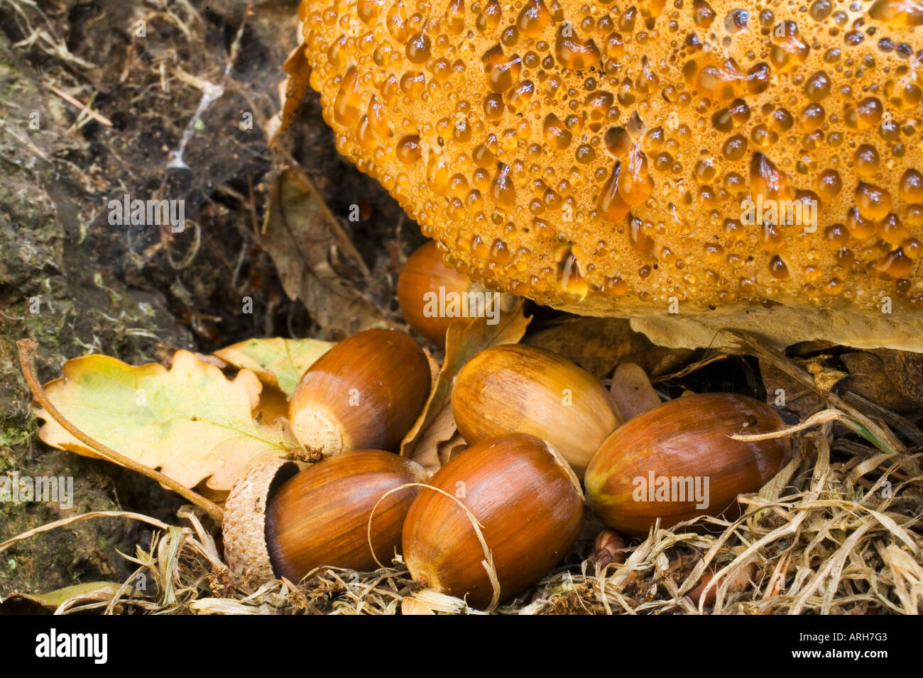 Weeping polypore inonotus dryadeus fungus with autumn acorns England UK ...