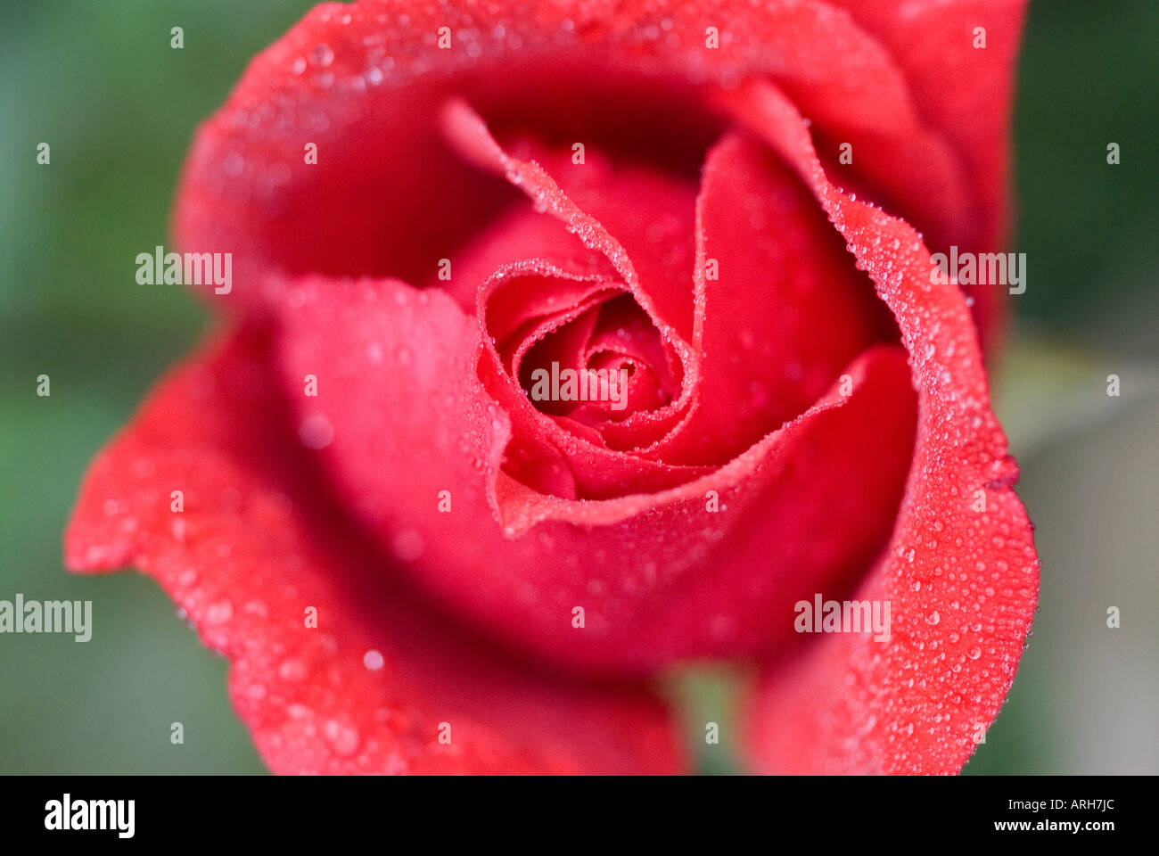 Single pink rose with sweet smell hi-res stock photography and images ...