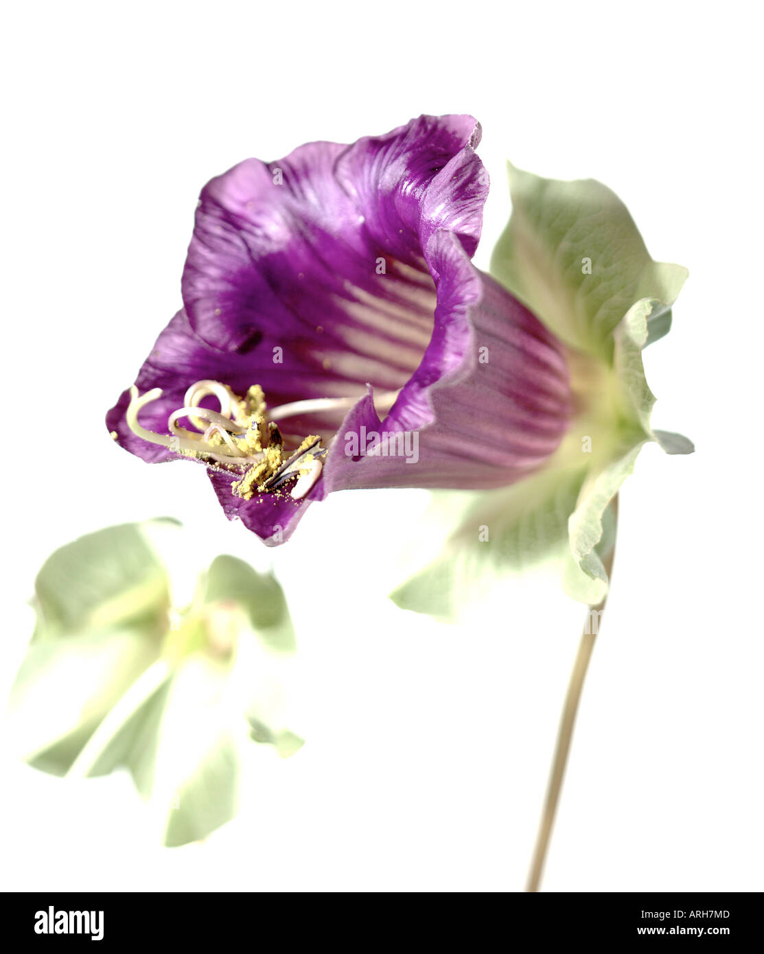 Cobea hi-res stock photography and images - Alamy