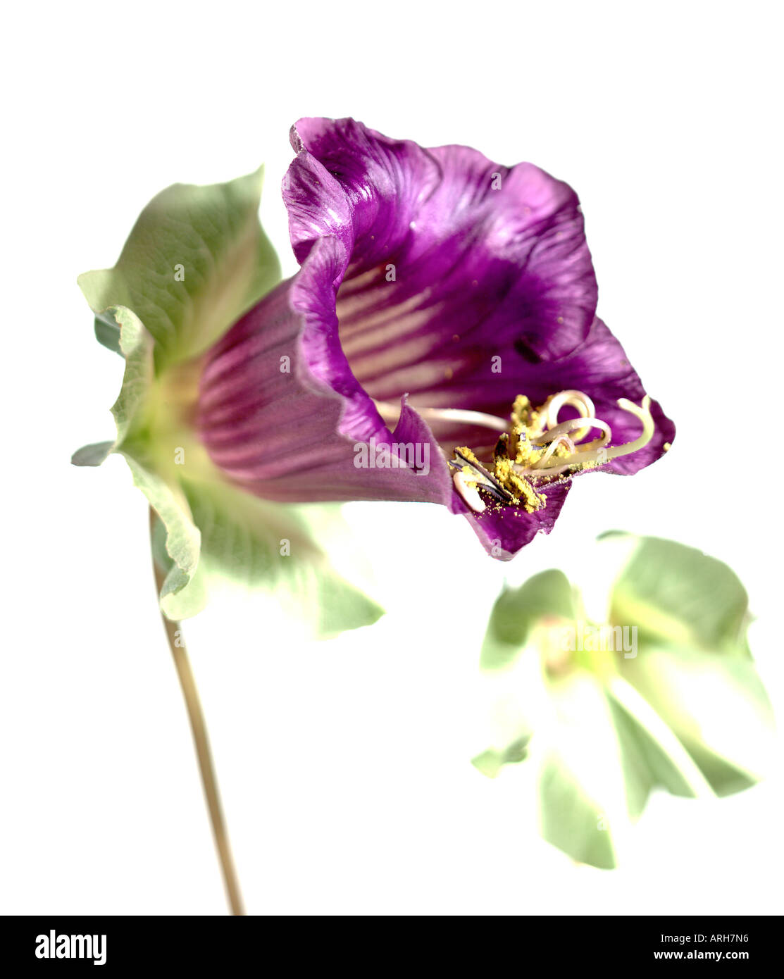 Cobea hi-res stock photography and images - Alamy