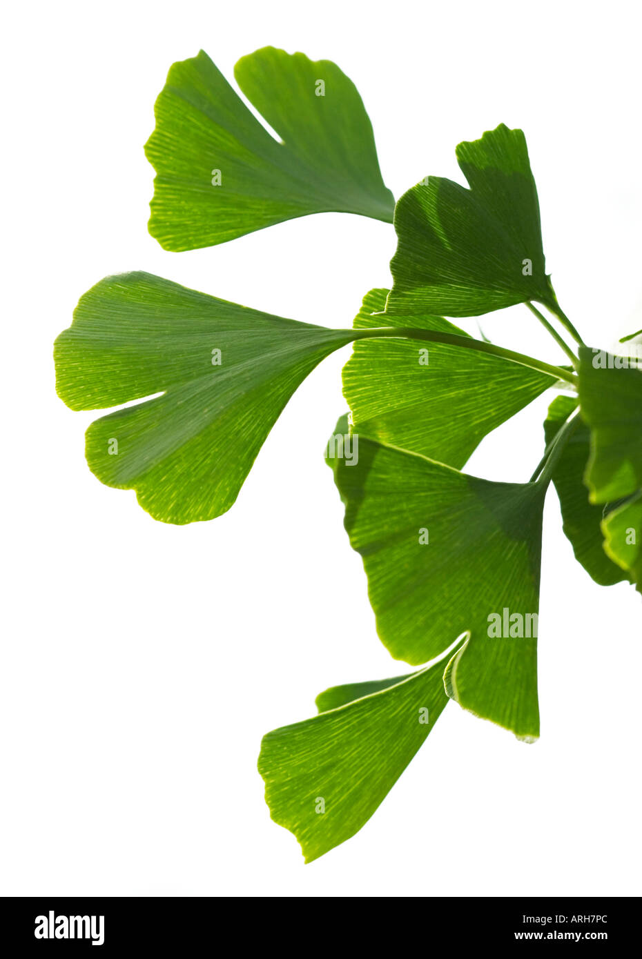Green leaf Gingko tree in close up detail on white background Stock ...