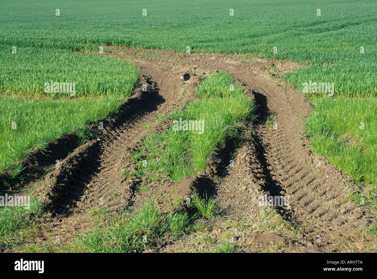 Tractor wheel ruts into arable field growing crop of cereals ...