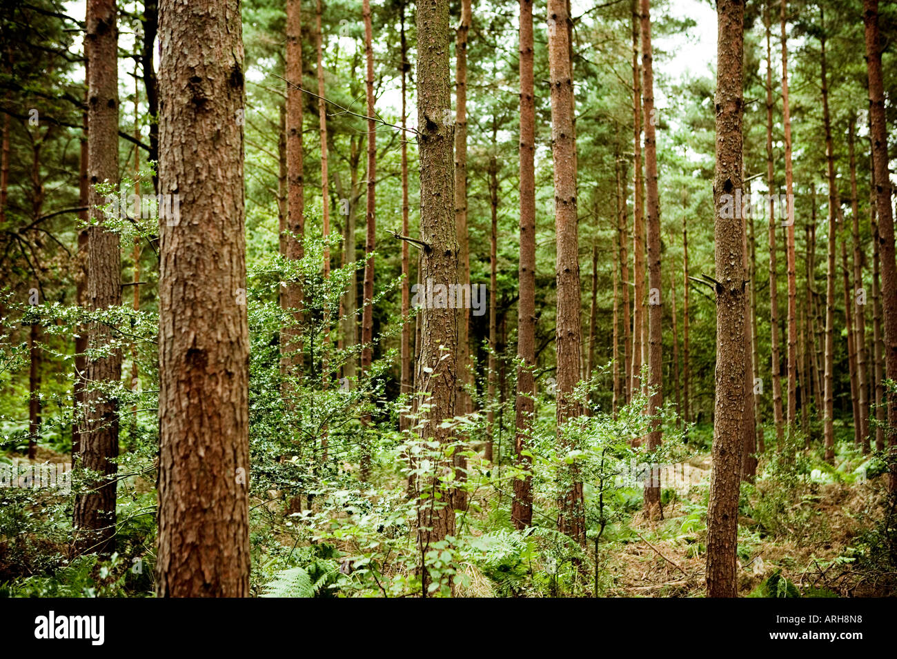 COMMON NAME: Forest Stock Photo - Alamy