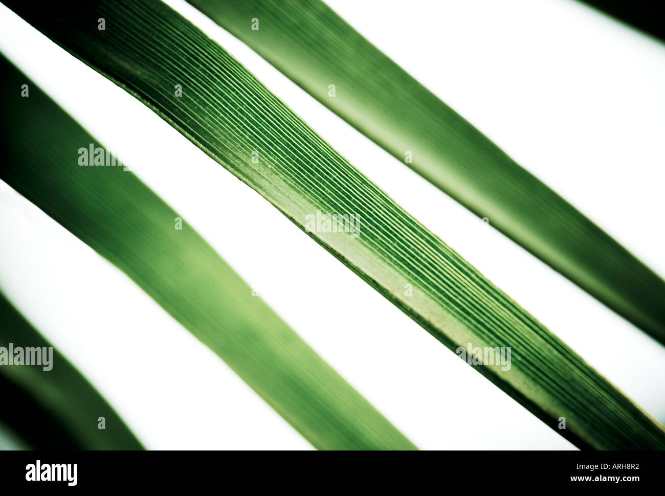 Angled leaves hi-res stock photography and images - Alamy