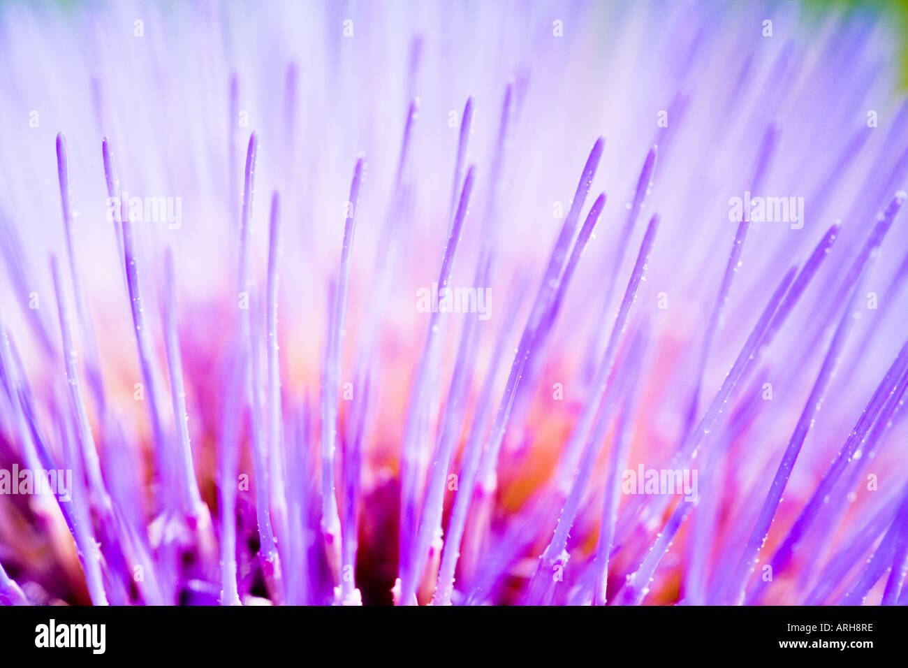 Macro purple close up spiky abstract details colourful unusual ...