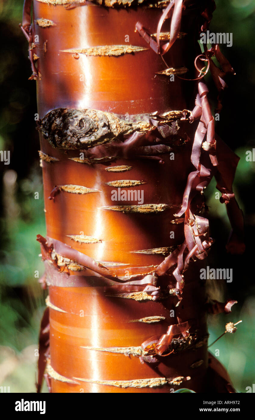Casing garden tree hi-res stock photography and images - Alamy