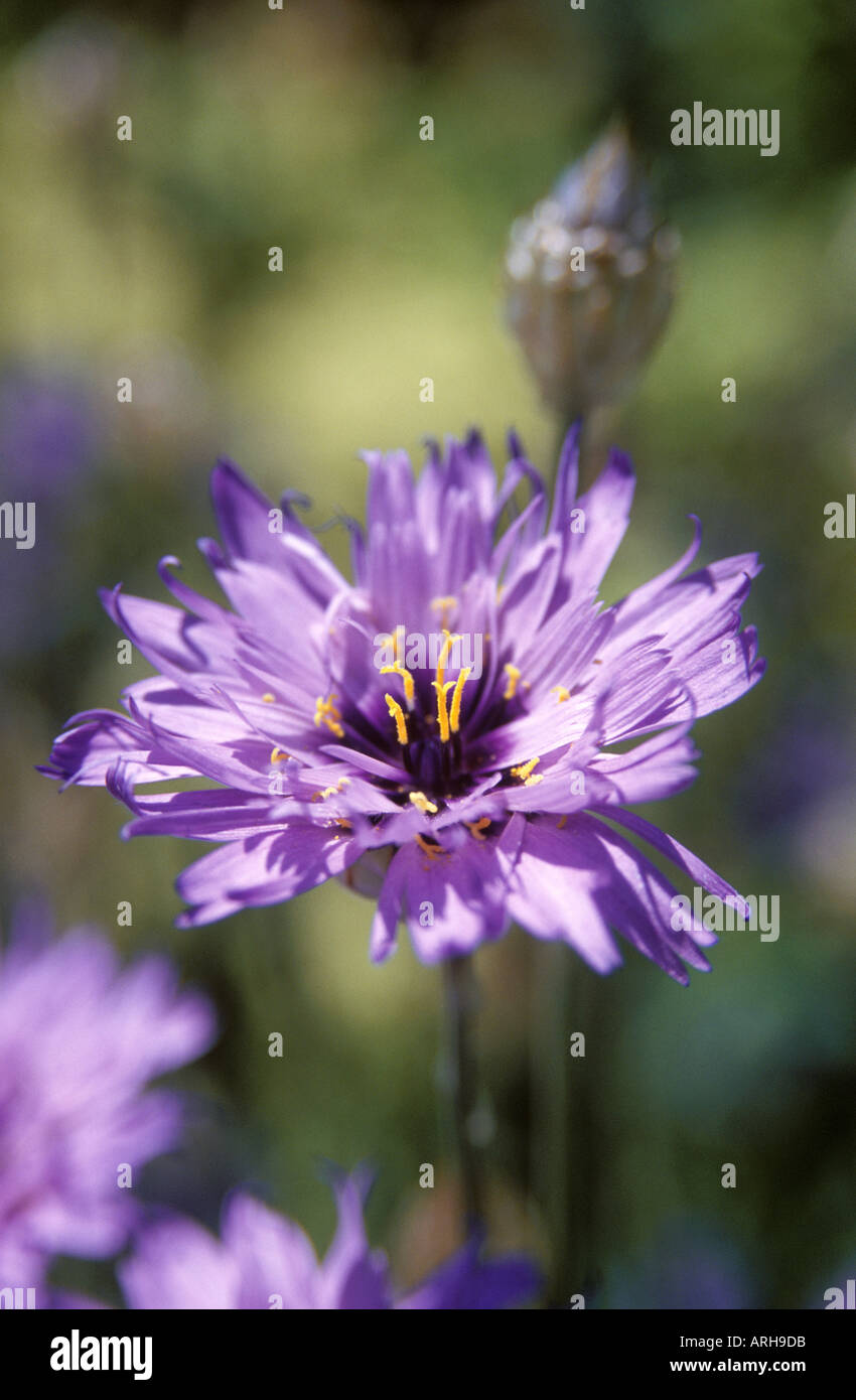 Simple garden cornflower hi-res stock photography and images - Alamy